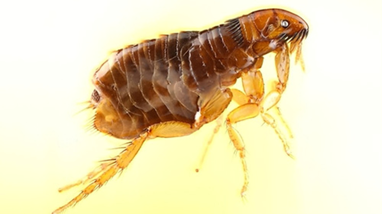 Biologia Pulgas – Ambitek