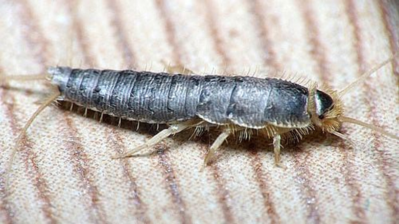 Biologia Traças – Ambitek