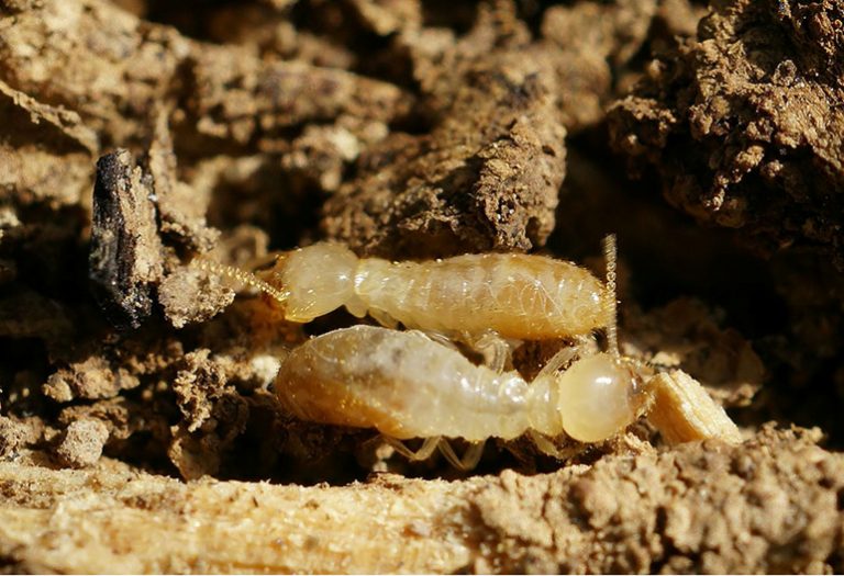 Biologia Cupim – Ambitek