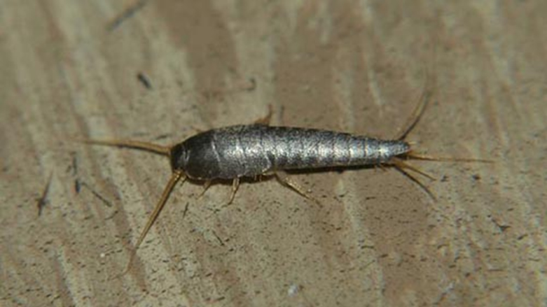 Biologia Traças – Ambitek