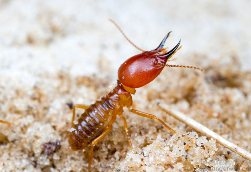 Biologia Cupim – Ambitek