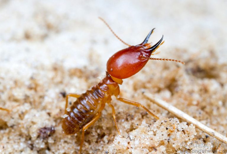 Biologia Cupim – Ambitek