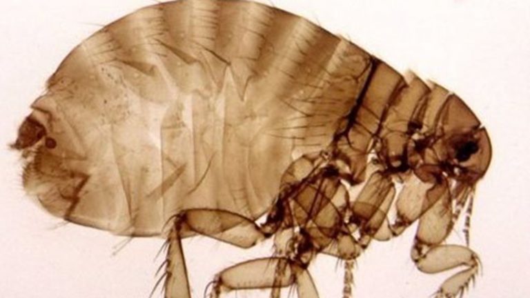 Biologia Pulgas – Ambitek